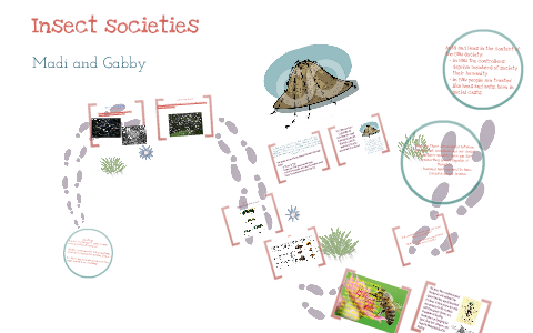 Insect Societies by Gabrielle Brown