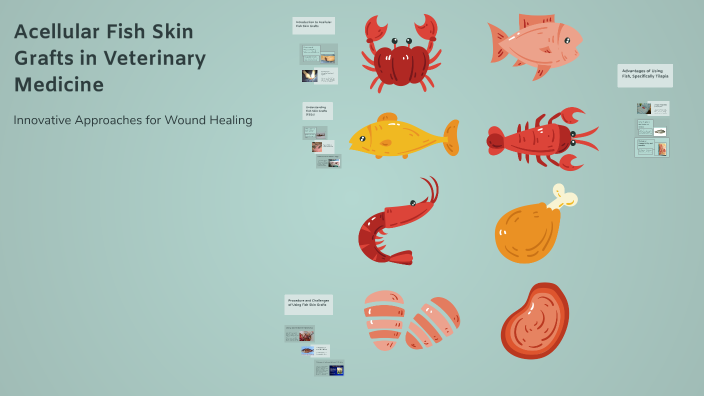 Acellular Fish Skin Grafts in Veterinary Medicine by Sadan Jaber on Prezi