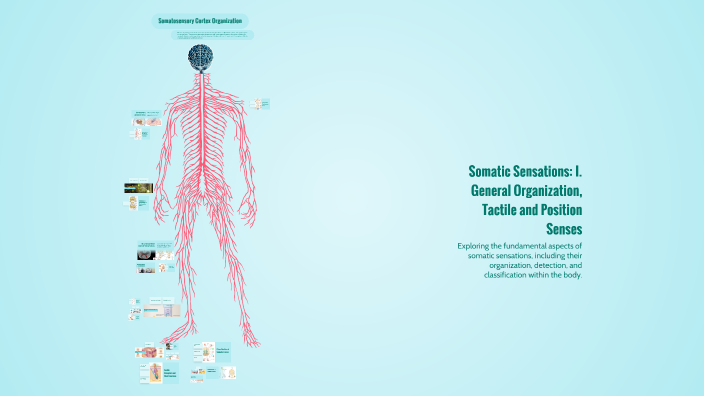 Somatic Sensations: I. General Organization, Tactile and Position ...