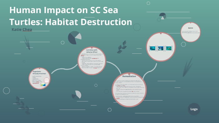 Human Impact on SC Sea Turtles: Habitat Destruction by Katie Chea on Prezi