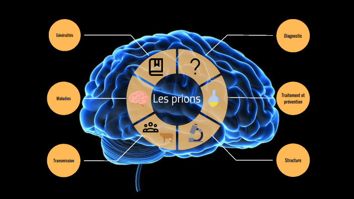 Comprendre les prions : structure, transmission, maladies et prévention ...