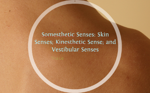 Somesthetic Senses: Skin Senses; Kinesthetic Sense; and Vest by Tina Le