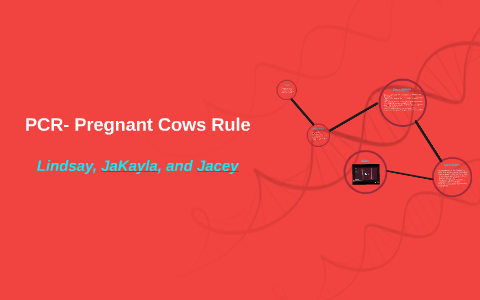 PCR- Pregnant Cows Rule by Jacey Goerlitz
