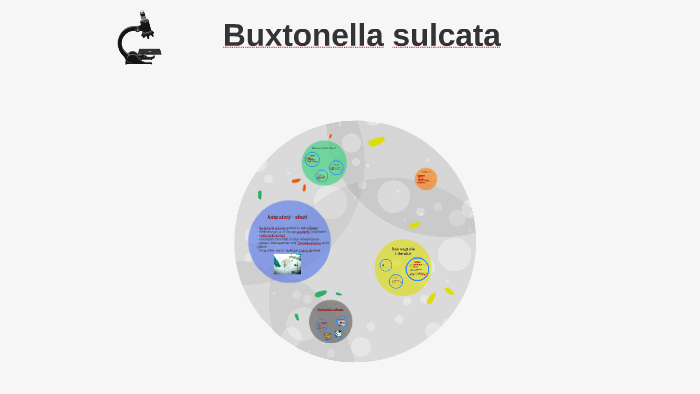 Buxtonella sulcata by Lukas Stange on Prezi