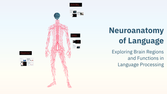Neuroanatomy of Language by JOHN PIOUS on Prezi