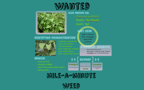 Invasive Species Poster by Tianna Andrews on Prezi