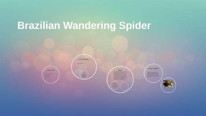 Brazilian Wandering Spider by johnathon baker on Prezi