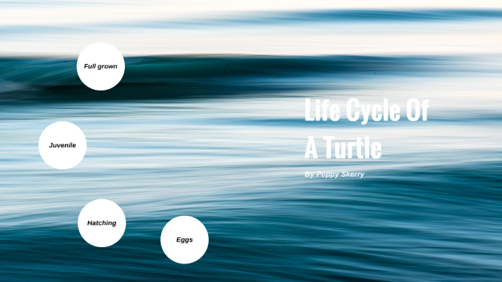 Life cycle of a Turtle by Poppy Skerry on Prezi