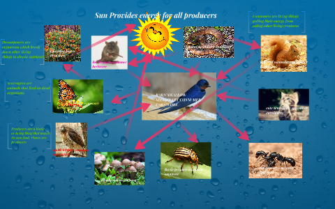 Barn Swallow Food Web by karishma doodnauth on Prezi