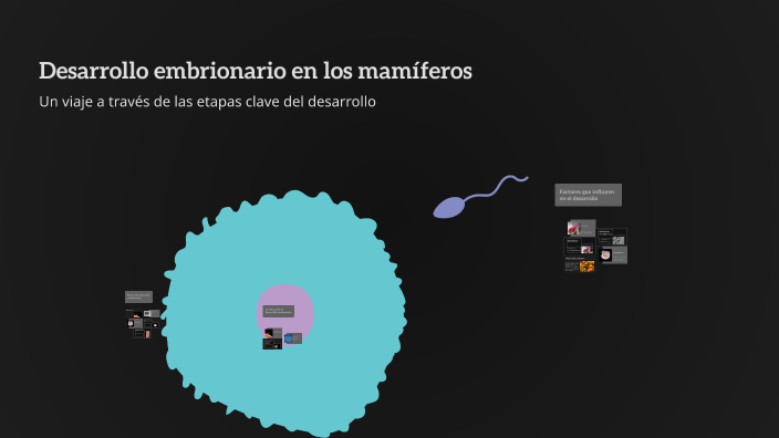 Desarrollo embrionario en los mamíferos by Camila Calderón on Prezi