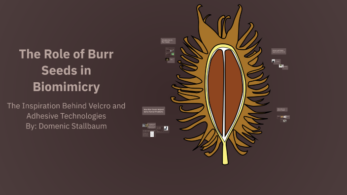 The Role of Burr Seeds in Biomimicry by Domenic Stallbaum on Prezi