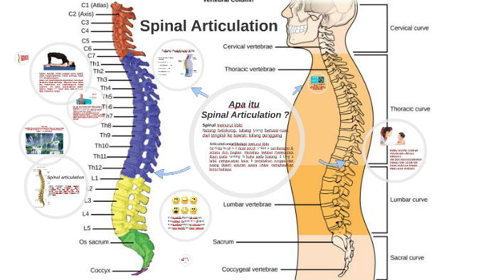 Spinal Articulation by Septian Eka Firmansyah on Prezi