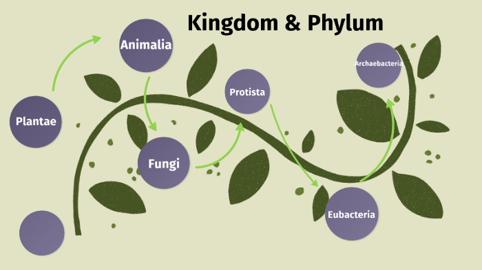Kingdom and Phylum Mind Map by Amrit Kaur on Prezi