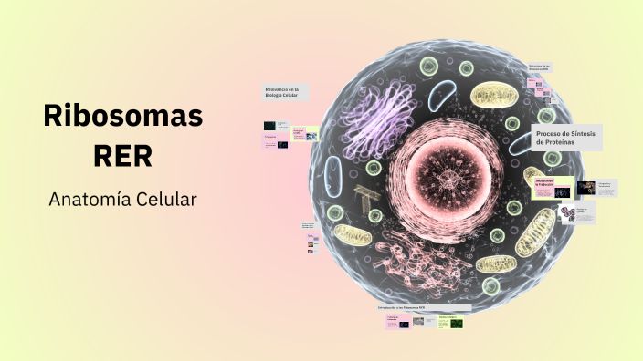 Ribosomas RER by ALU Héctor Aldea Pascual - Jesuitinas Elc on Prezi