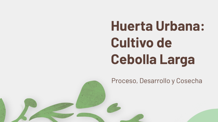 Huerta Urbana: Cultivo de Cebolla Larga by Carlos Osorio on Prezi