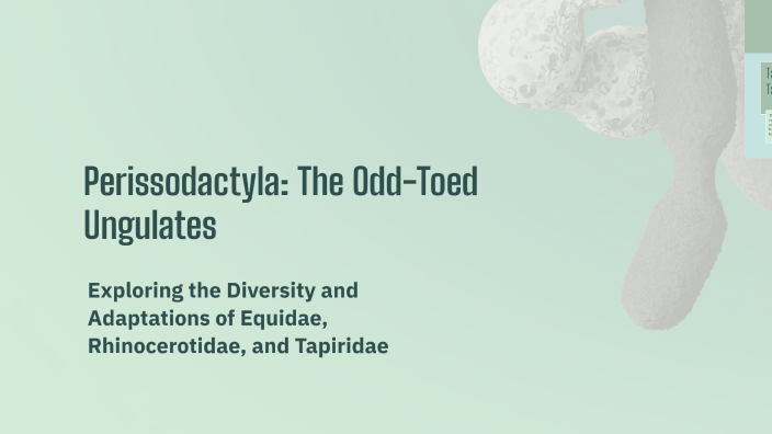 Perissodactyla: The Odd-Toed Ungulates by Sam on Prezi