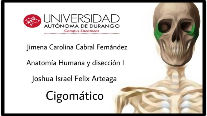 Cigomatico by jimena cabral on Prezi