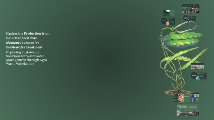 Hydrochar Production from Rain Tree Seed Pods (Samanea saman) for ...
