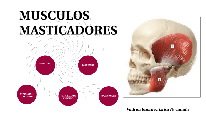 musculos masticadores by Luisa Padrón on Prezi