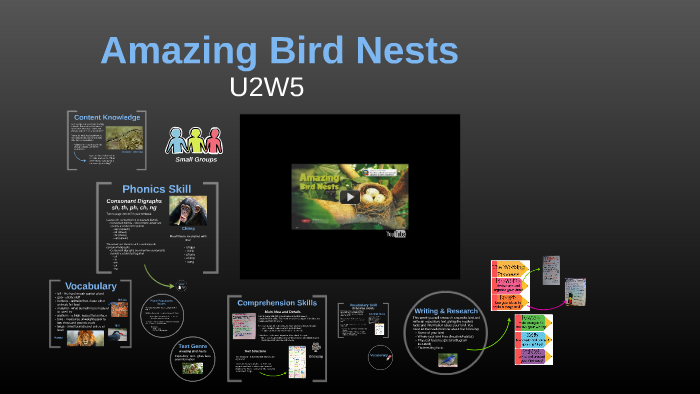 Amazing Bird Nests by kara walzel on Prezi