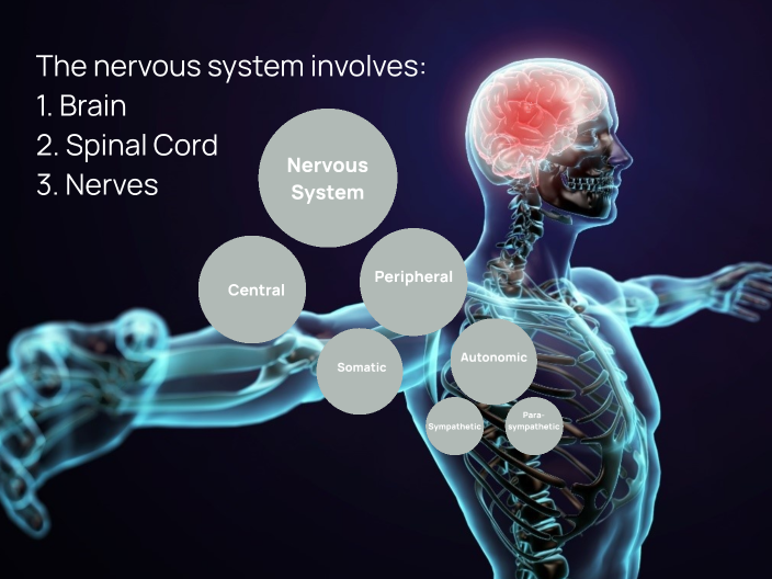 Nervous System Breakdown by Erin Brohman on Prezi