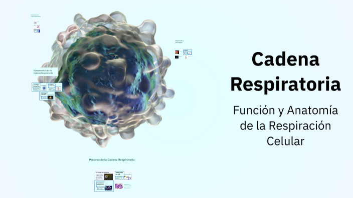 Cadena Respiratoria by Joha GalindosMedina on Prezi