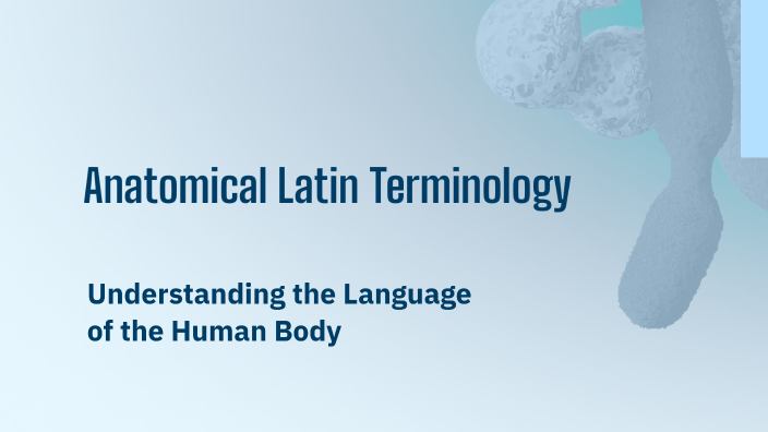 Anatomical Latin Terminology by usman saleem on Prezi