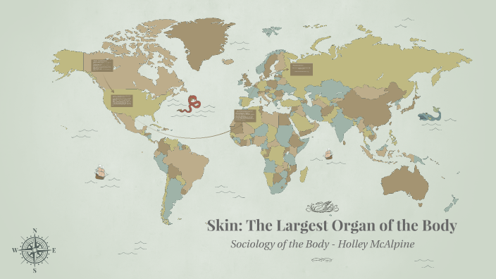 Skin: The Largest Organ of the Body by holley mcalpine on Prezi