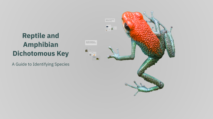 Reptile and Amphibian Dichotomous Key by Zander Gundrum on Prezi