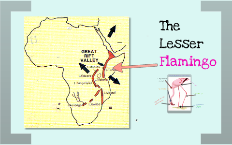 Evolution of the Lesser Flamingo by Michael Kragh on Prezi