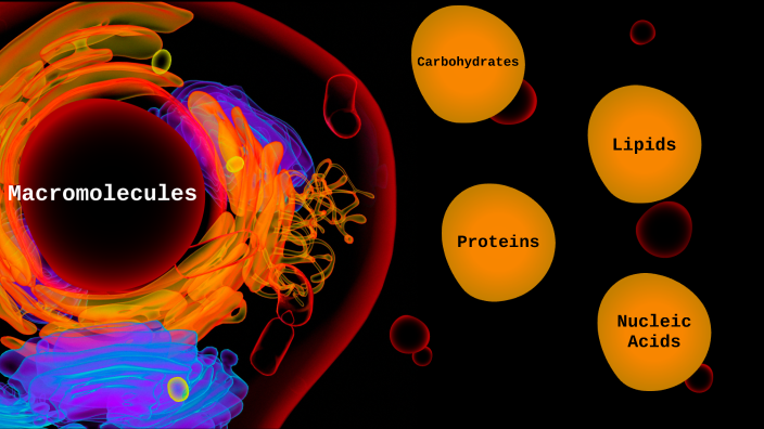 Macromolecule Mind Map by Riley Kocher on Prezi