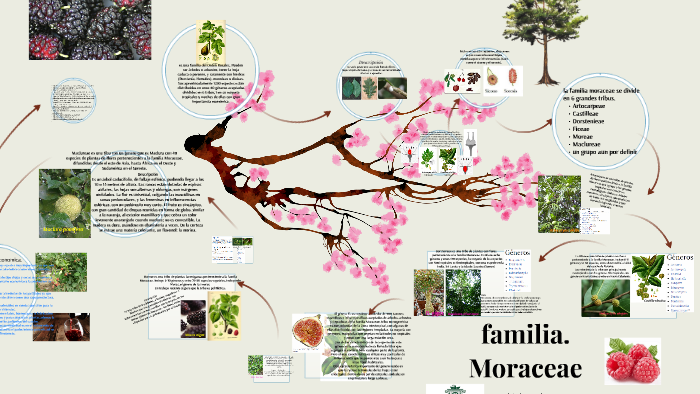 Moraceae by on Prezi