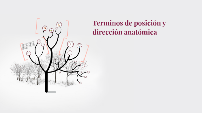 Terminos de posicion y direccion anatómica. by Andrea Hernandez on Prezi