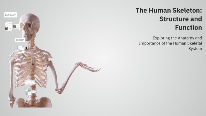The Human Skeleton: Structure and Function by brianne st-pierre on Prezi