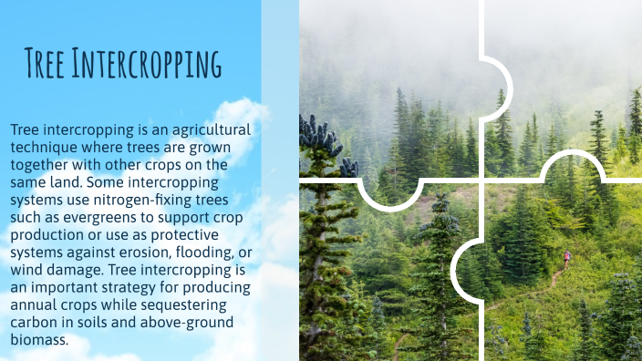 Tree Intercropping by Cade Fullmer on Prezi