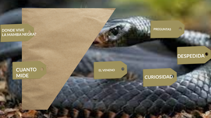 La Mamba negra by Aaron Zhang chen on Prezi