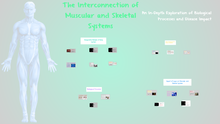 The Interconnection of Muscular and Skeletal Systems by ruby arriaga on ...