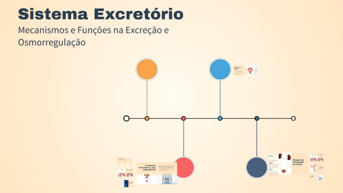 Sistema Excretório by Leonardo Fontes on Prezi