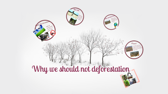 why should we stop deforestation by jacky pachothirun on Prezi