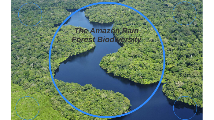 The Amazon Rain Forest Biodiversity by Jaedyn Sim on Prezi