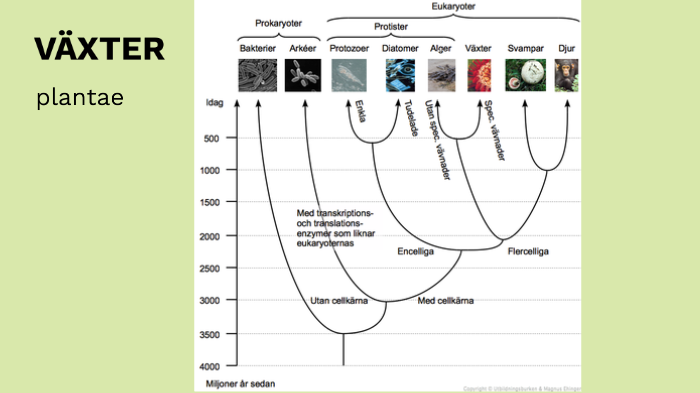 Systematik: Växter by Alva Danielsson on Prezi