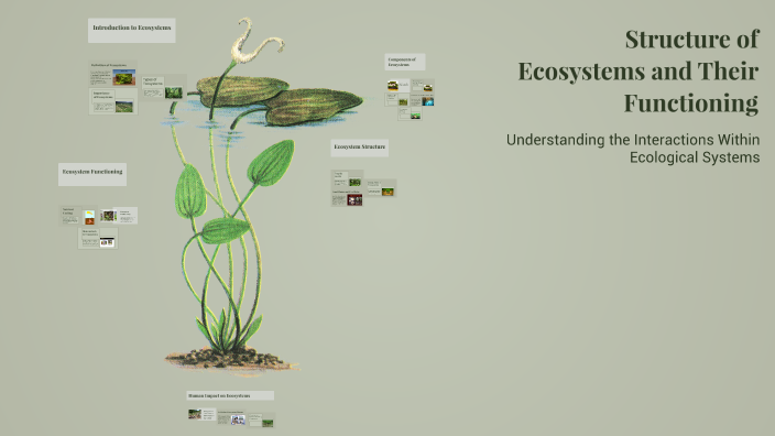 Structure of Ecosystems and Their Functioning by Small Coocker on Prezi