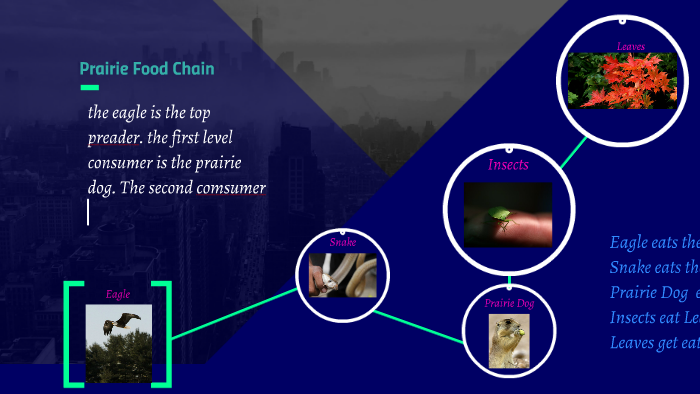 Prairie Food Chain by Grace hopkins on Prezi