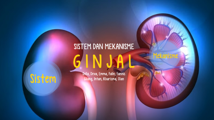 Struktur dan Mekanisme Ginjal by Gilang Khrismahaq