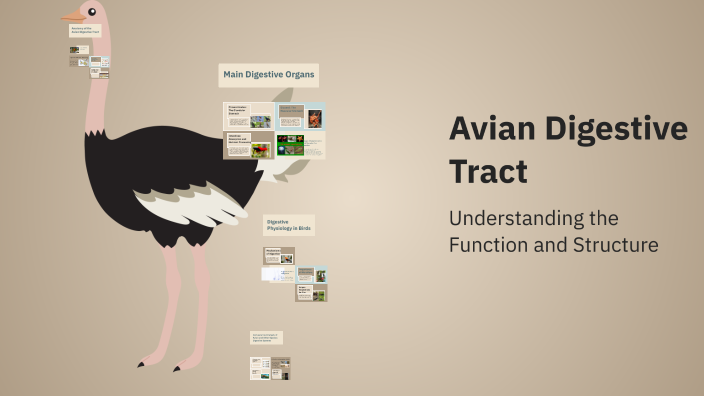 Avian Digestive Tract by charlotte esser on Prezi