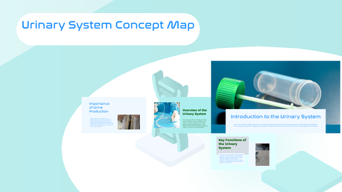 Urinary System Concept Map by Morgan .C on Prezi