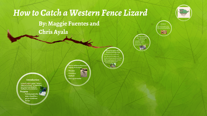 How to Catch a Western Fence Lizard by Maggie Fuentes