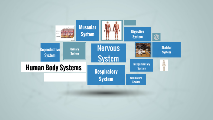Human Body Systems by 22Nellie Johnson on Prezi