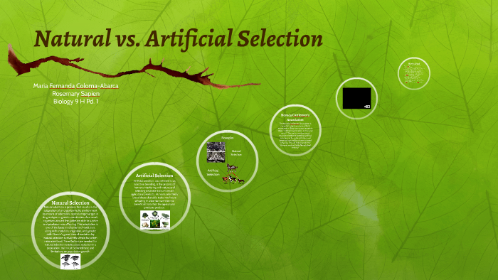 Natural vs. Artificial Selection by Maria Coloma