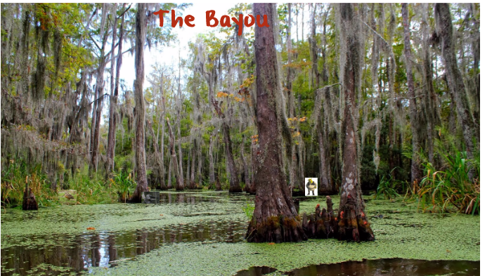 Bayou Ecosystem by Benjamin Koeslin on Prezi